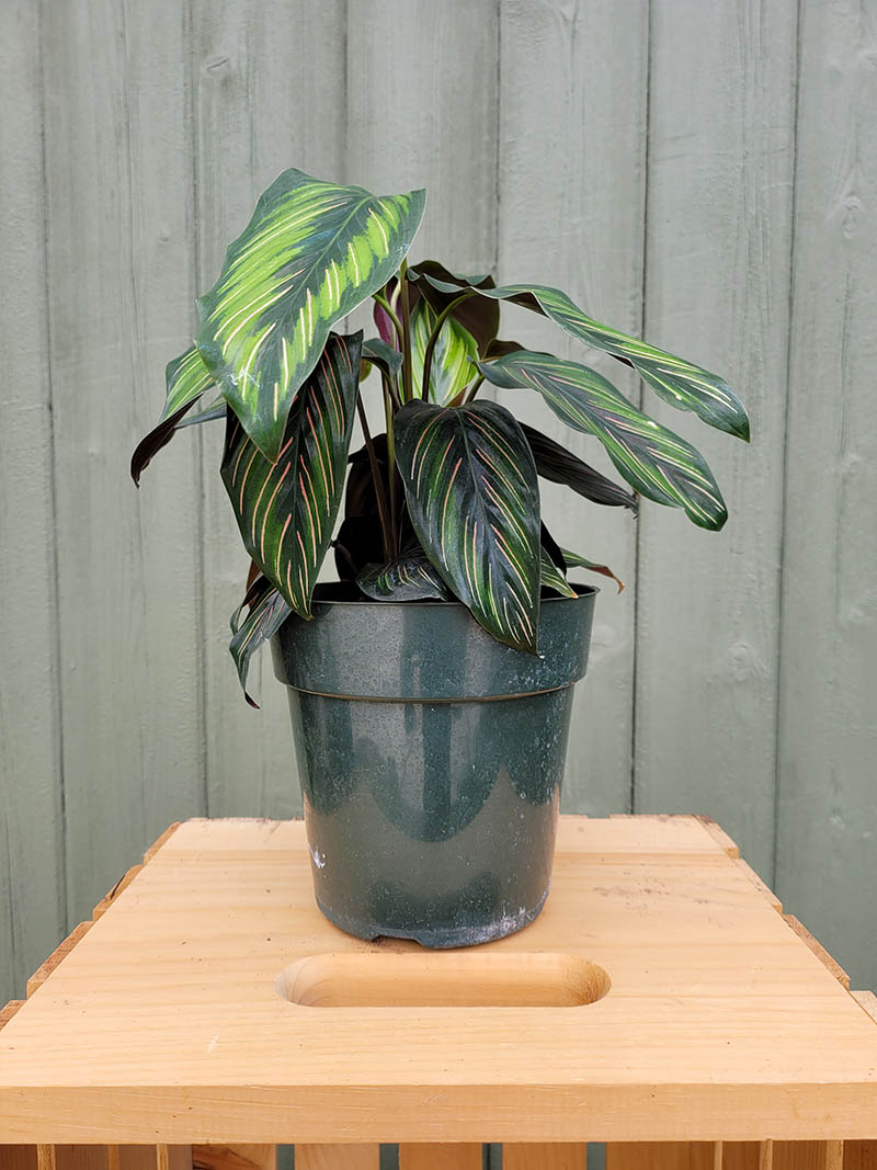 Calathea Beauty Star - The Curious Plantaholic