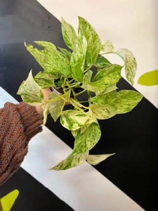 Pothos Snow Queen - The Curious Plantaholic