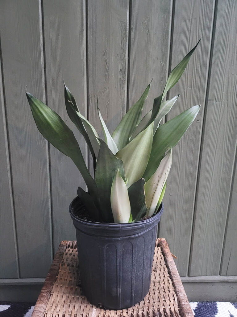 Moonshine Snake Plant - The Curious Plantaholic