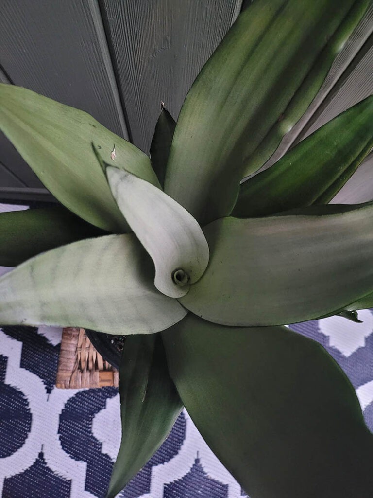 Moonshine Snake Plant - The Curious Plantaholic