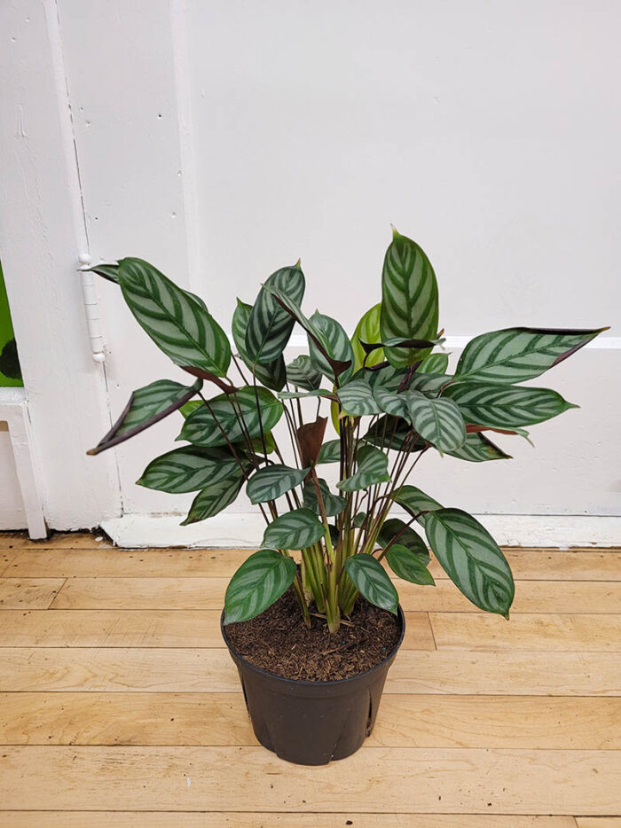 Calathea Setosa - The Curious Plantaholic