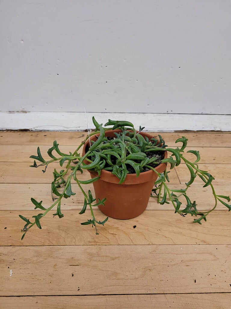 Strings of Dolphins - The Curious Plantaholic