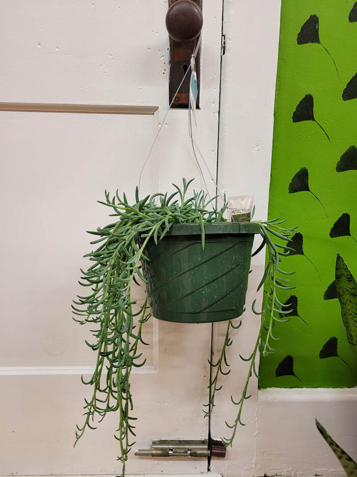 String of Blue Bananas - The Curious Plantaholic