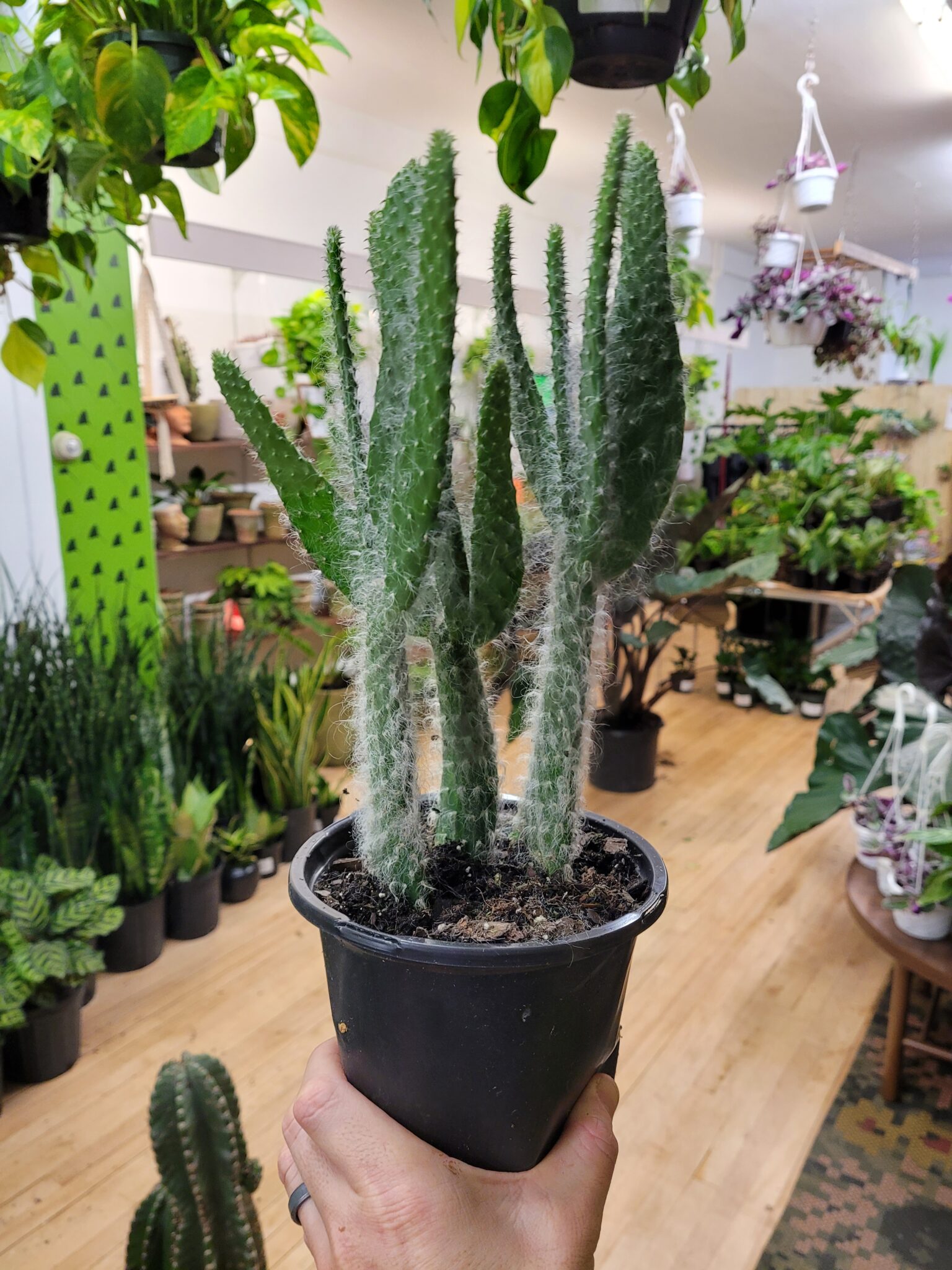 Opuntia Snow Fuzzy Cactus - The Curious Plantaholic