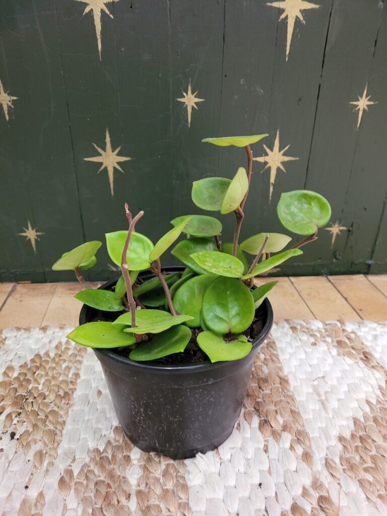 Hoya Chelsea - The Curious Plantaholic