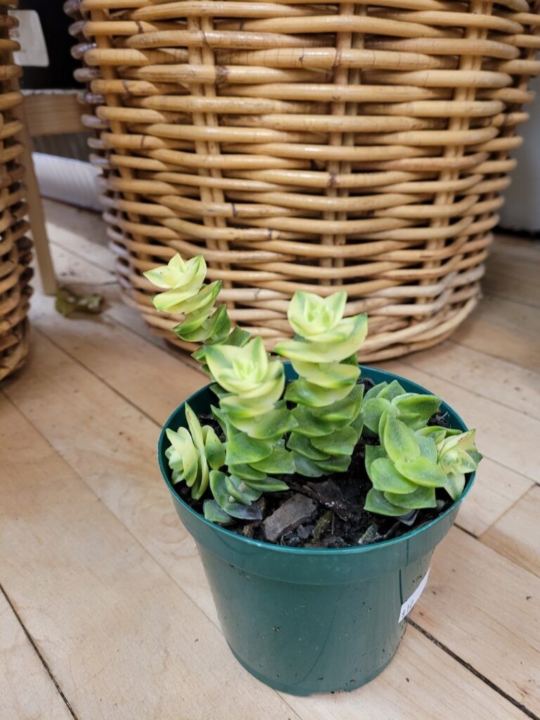 String of Buttons - The Curious Plantaholic