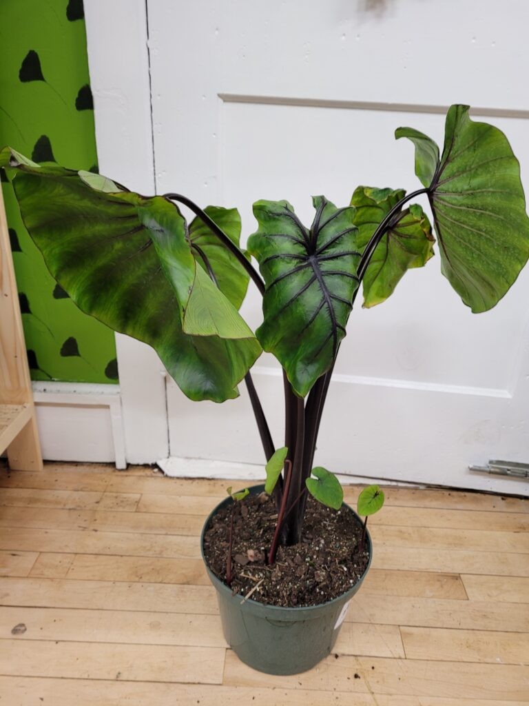 Colocasia Pharaoh's Mask - The Curious Plantaholic