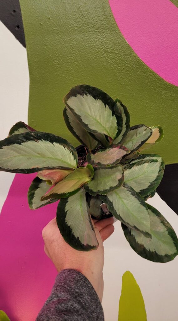 Calathea Royal Standard - The Curious Plantaholic