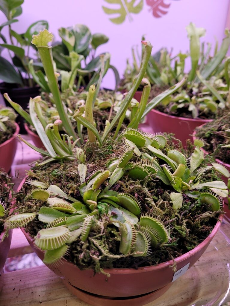 Carnivorous Bog Garden with Venus Fly Traps - The Curious Plantaholic