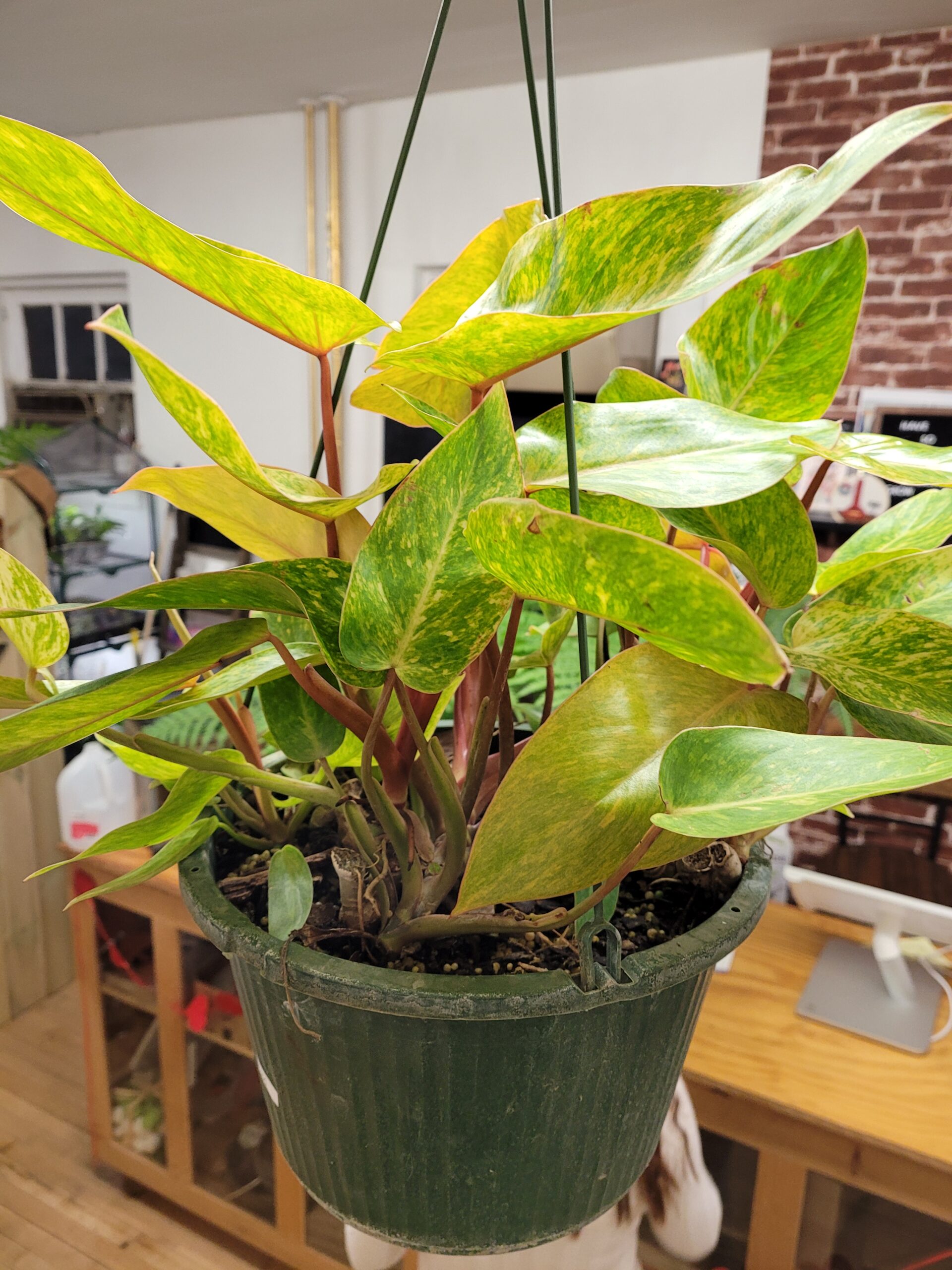 Philodendron Painted Lady - The Curious Plantaholic