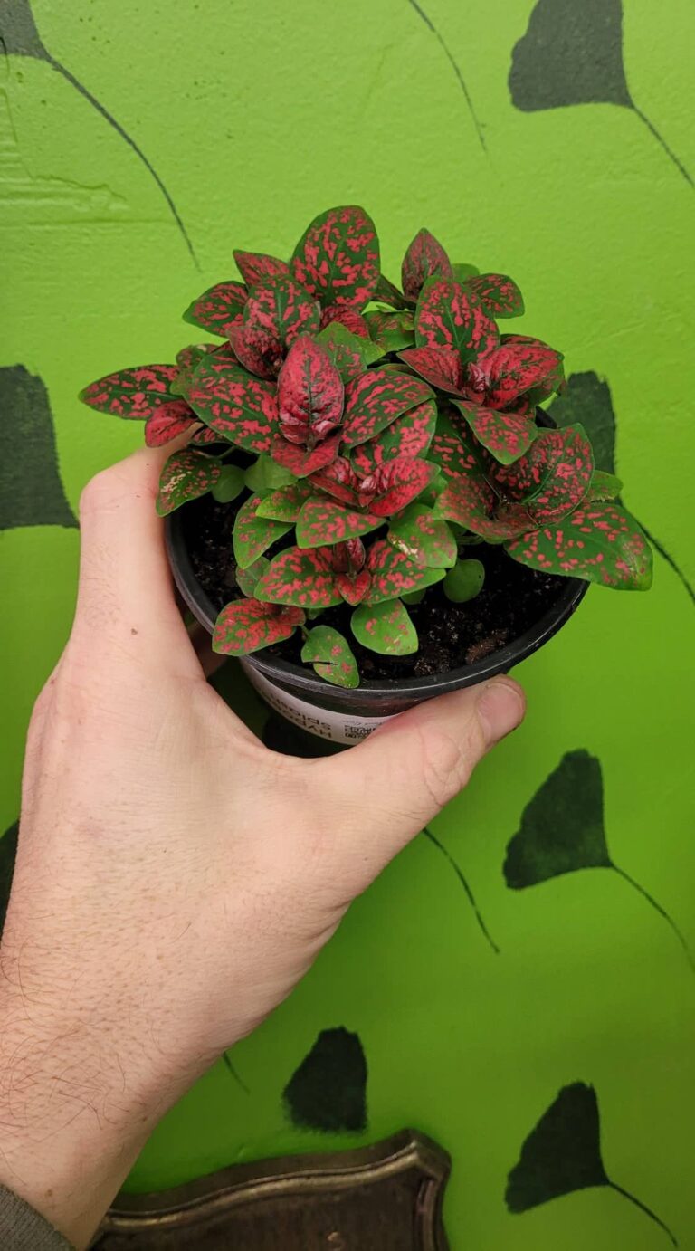 Hypoestes Splash - Red - The Curious Plantaholic