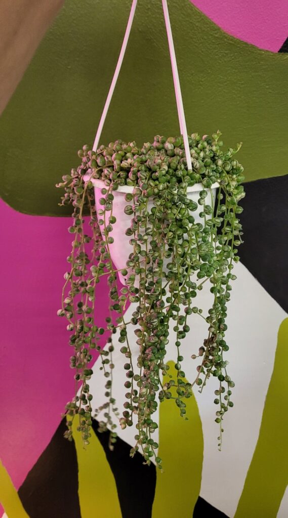 Variegated String of Pearls - The Curious Plantaholic