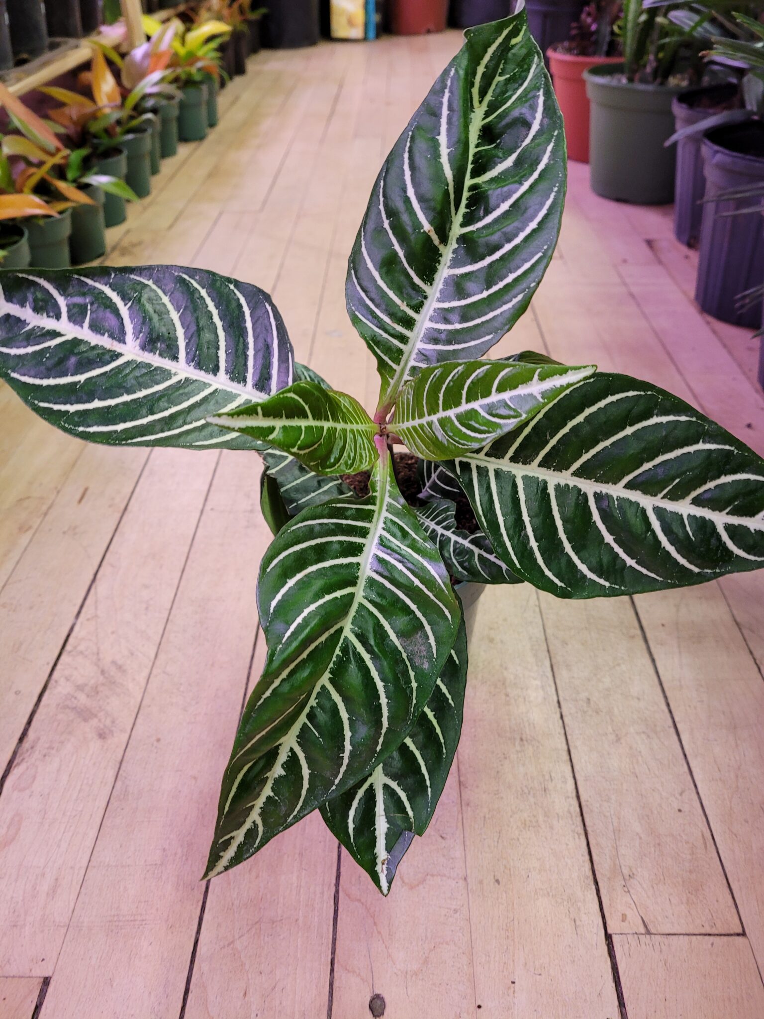 Aphelandra Zebra - The Curious Plantaholic
