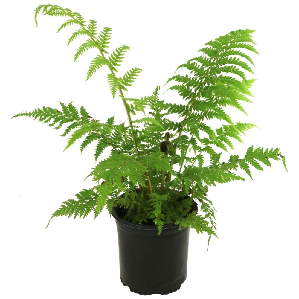 Australian Tree Fern - The Curious Plantaholic