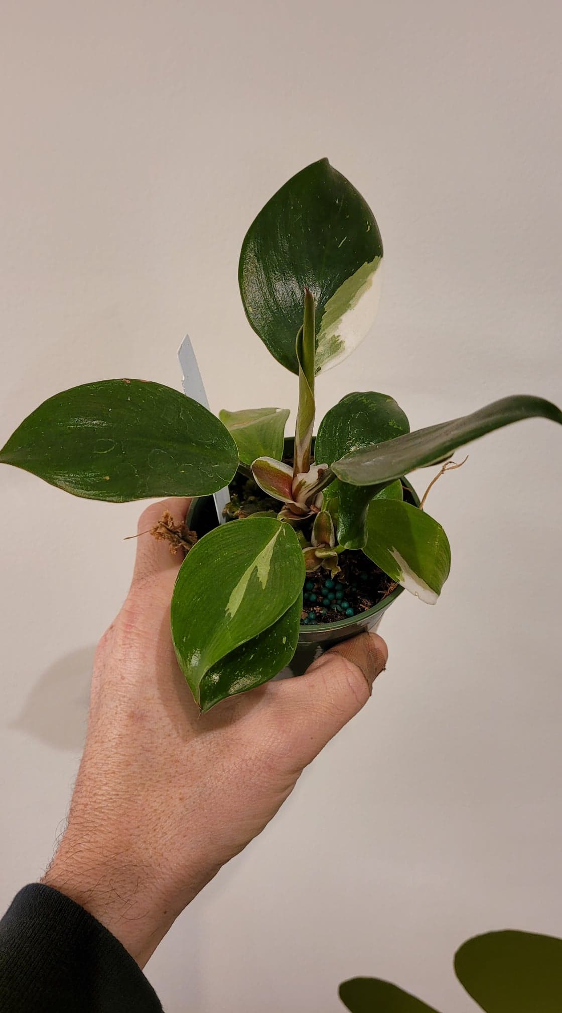 Philodendron White Knight - The Curious Plantaholic