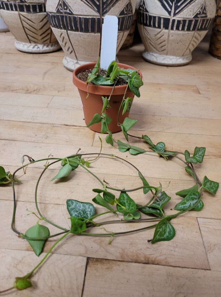 String of Arrows - The Curious Plantaholic