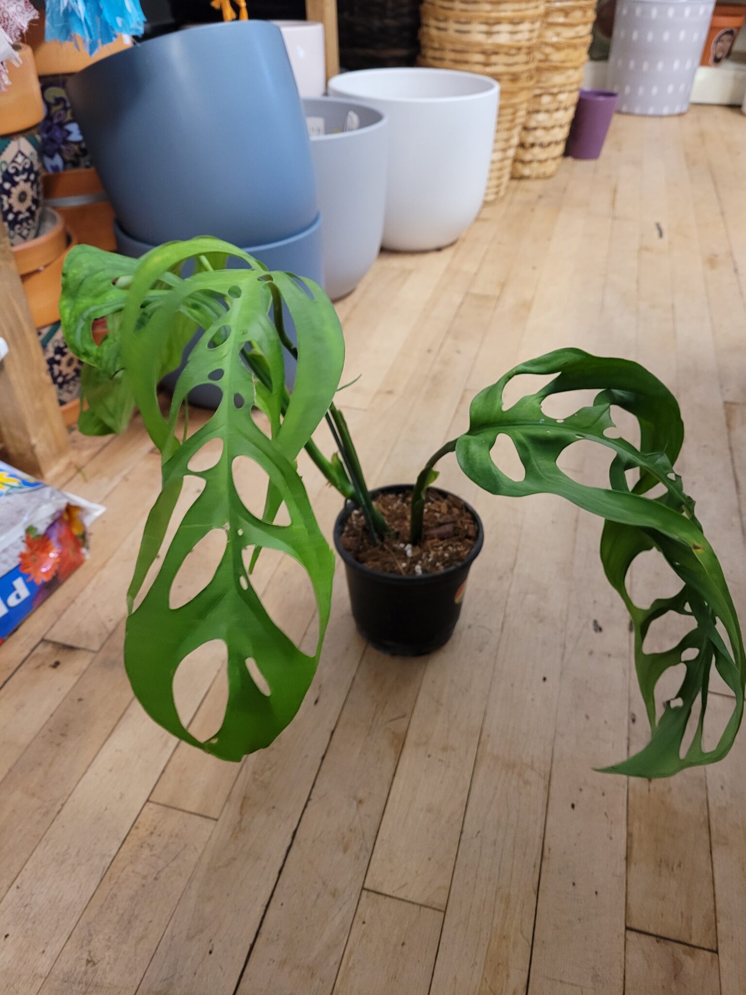 Monstera Esqueleto - The Curious Plantaholic