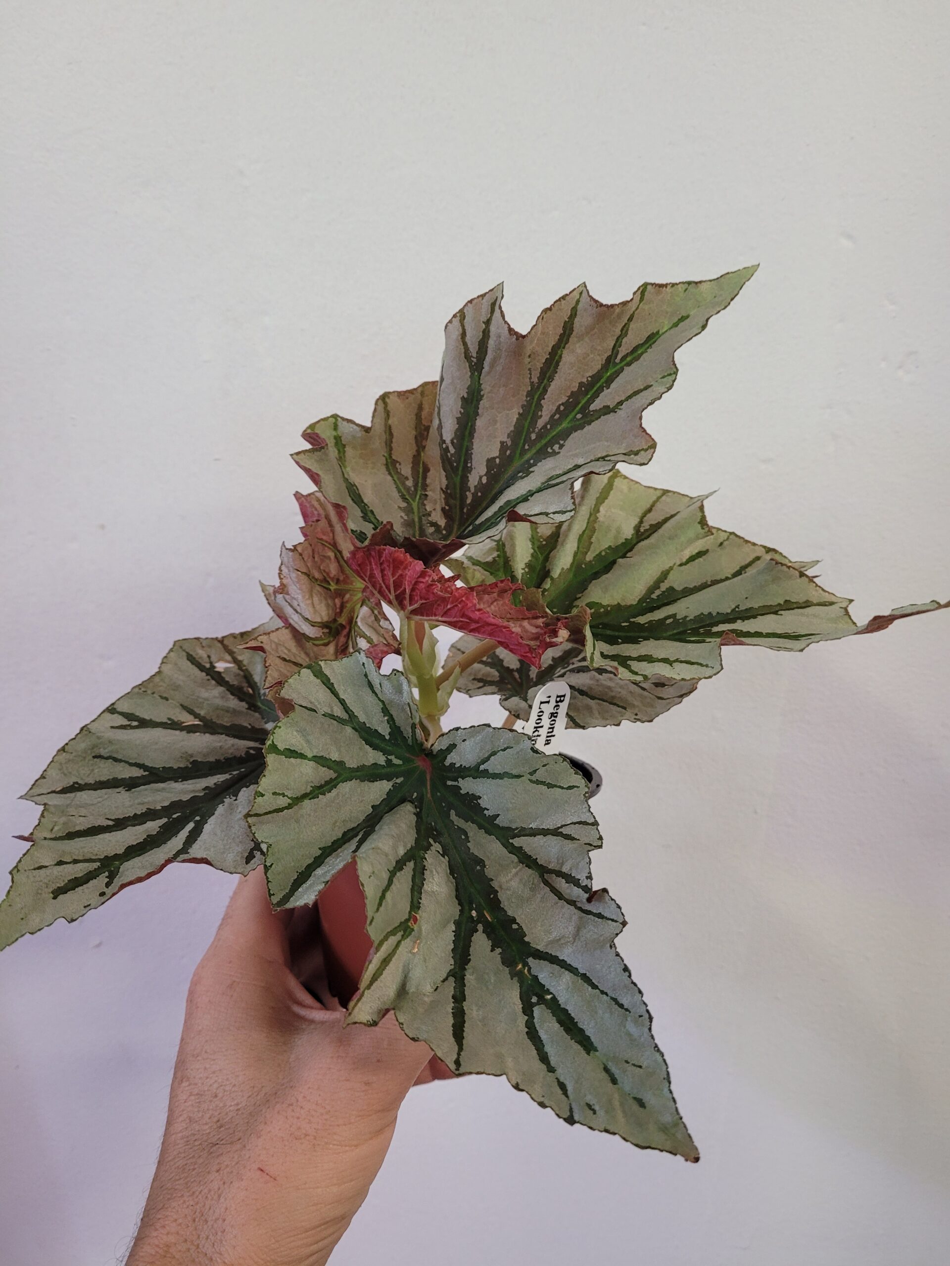 Begonia Looking Glass - The Curious Plantaholic