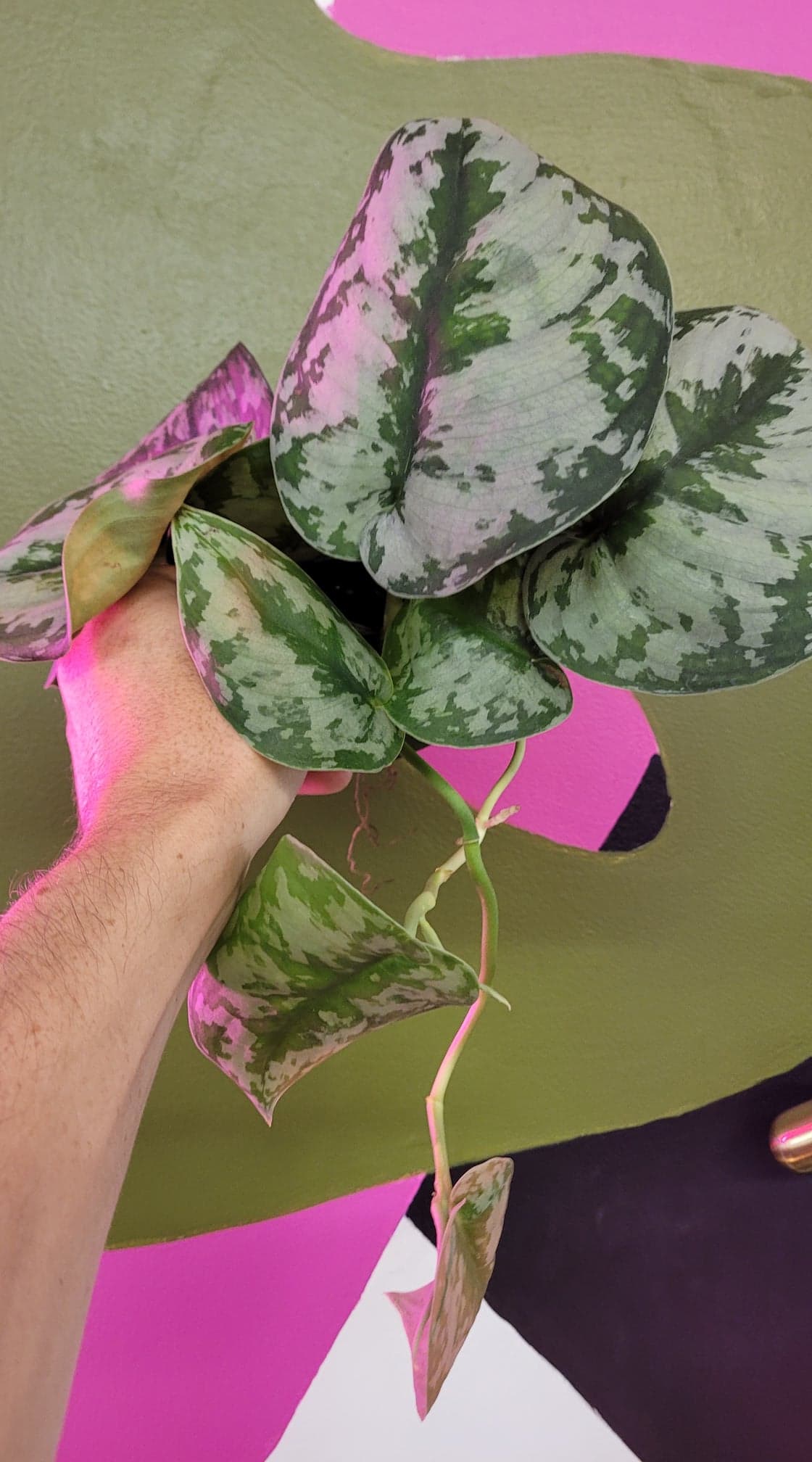 Scindapsus Silver Satin - The Curious Plantaholic