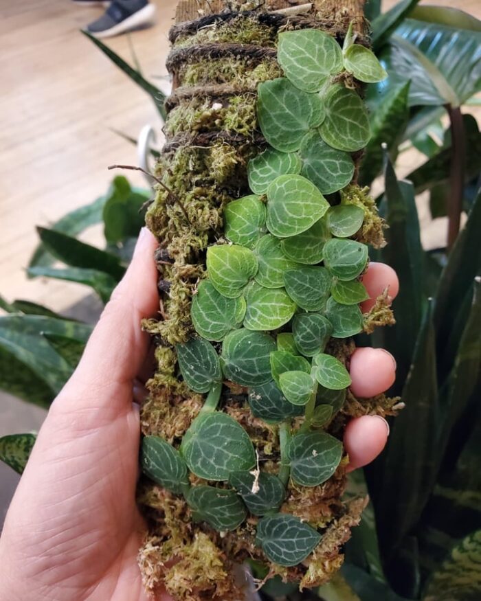 Rhaphidophora Cryptantha - The Curious Plantaholic