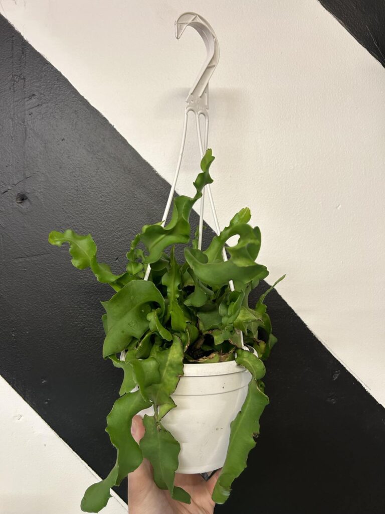 Epiphyllum Curly Sue - The Curious Plantaholic