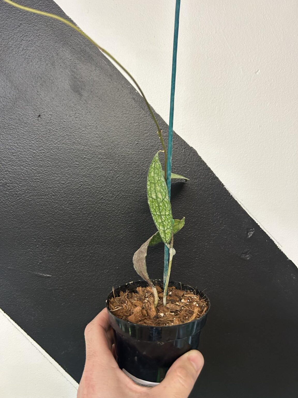 Hoya Clemensiorum - The Curious Plantaholic