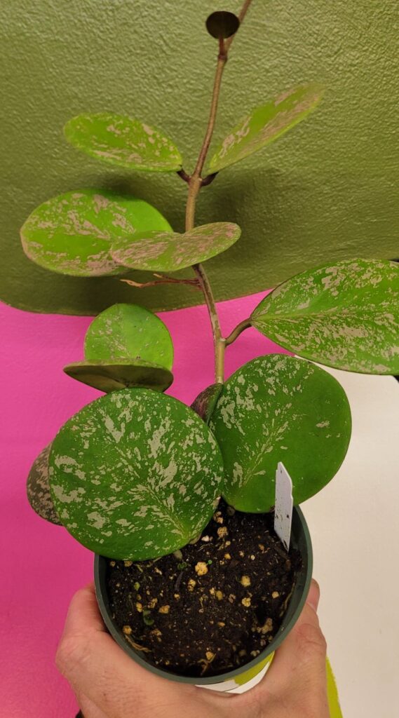 Hoya Obovata Splash - The Curious Plantaholic