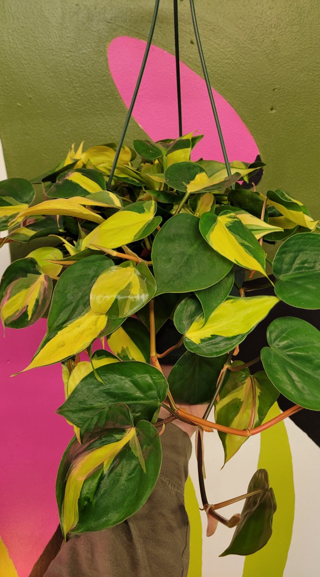 Philodendron Brazil - The Curious Plantaholic