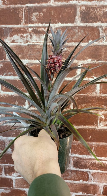 Ornamental Red Pineapple - The Curious Plantaholic