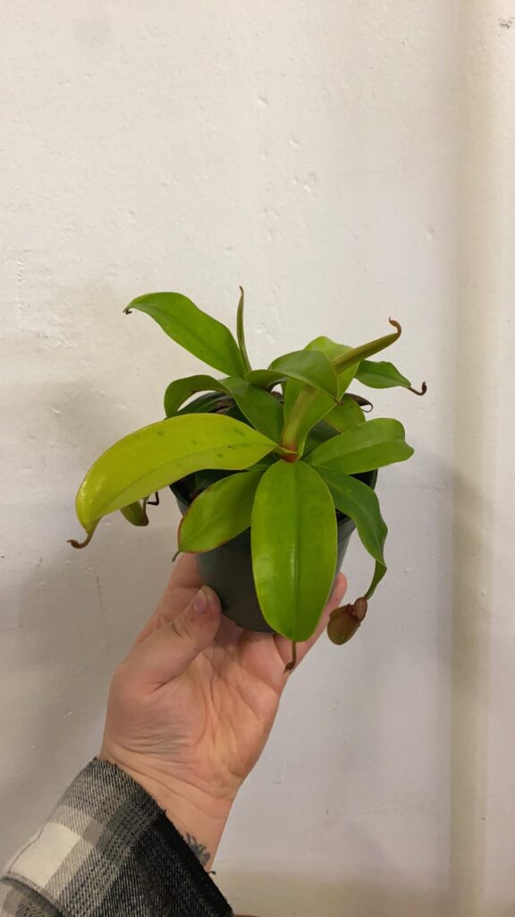 Nepenthes Lady Luck - The Curious Plantaholic