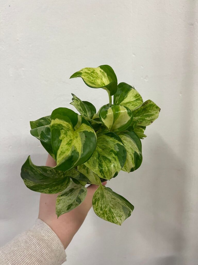 Pothos Manjula - The Curious Plantaholic