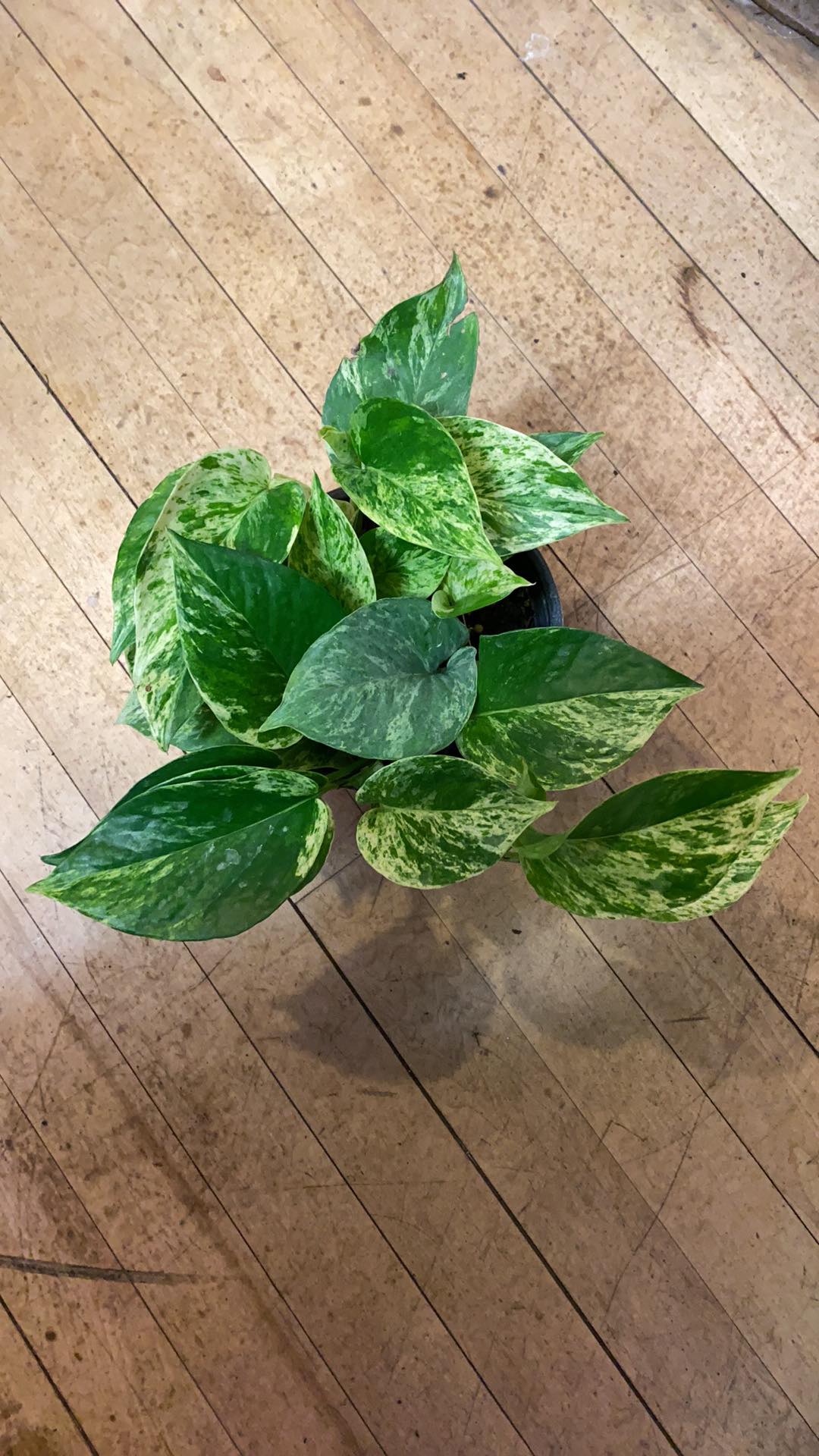 Pothos Marble Queen - The Curious Plantaholic