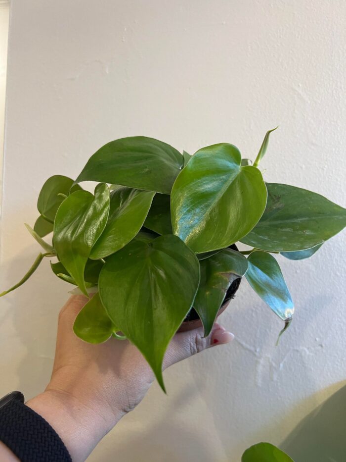 Philodendron Heartleaf - The Curious Plantaholic