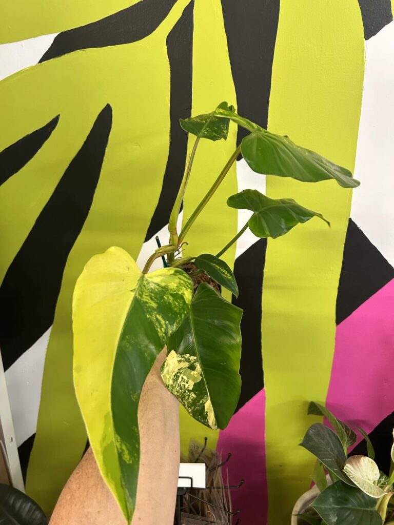 Philodendron Domesticum Variegated - The Curious Plantaholic