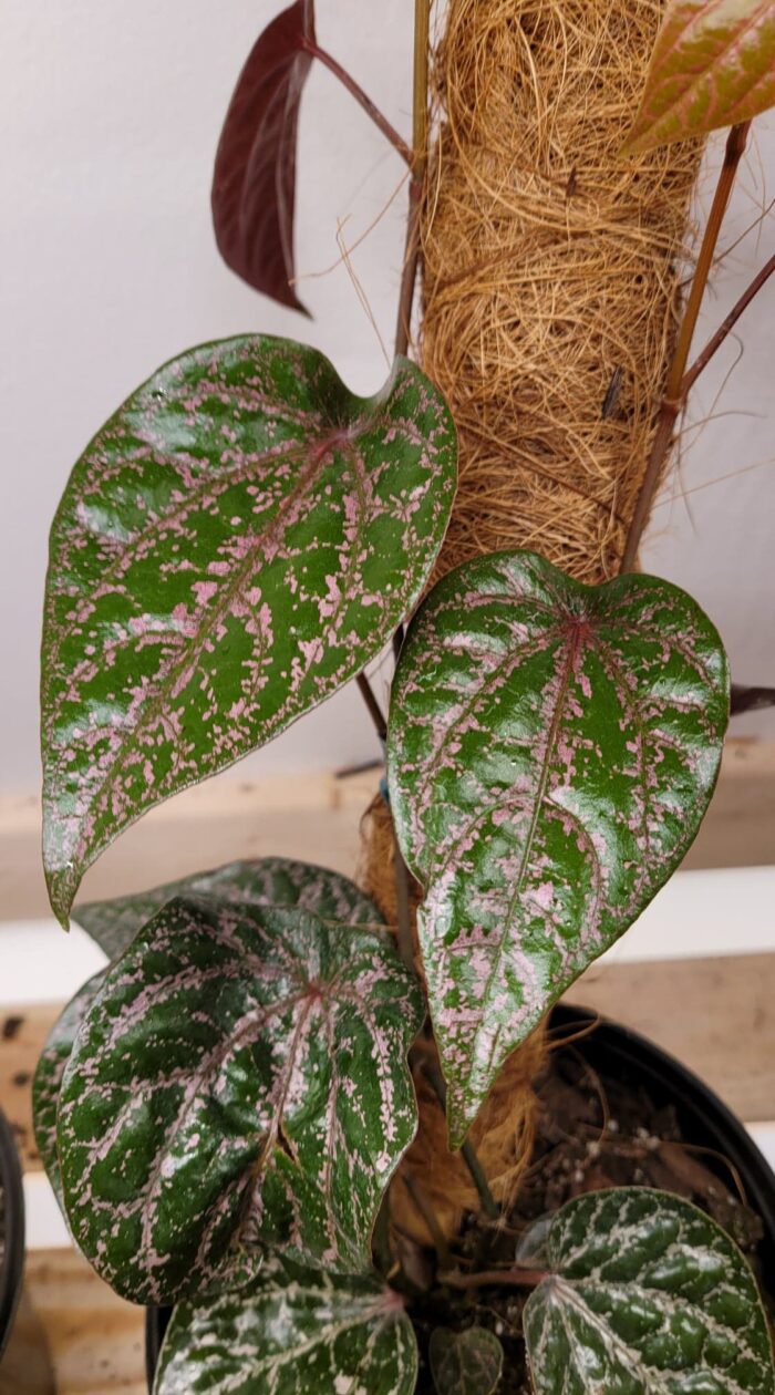 Piper Crocatum - The Curious Plantaholic