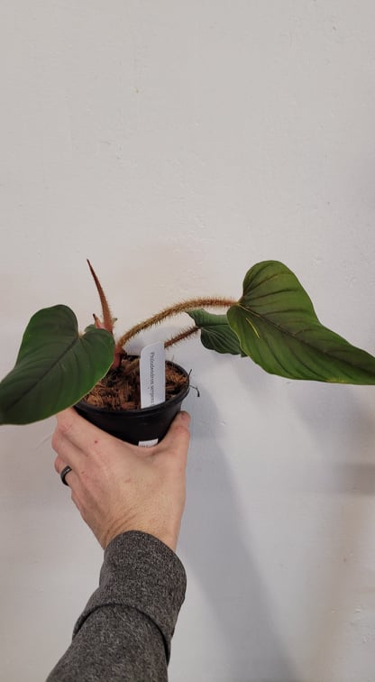 Philodendron Serpens - The Curious Plantaholic