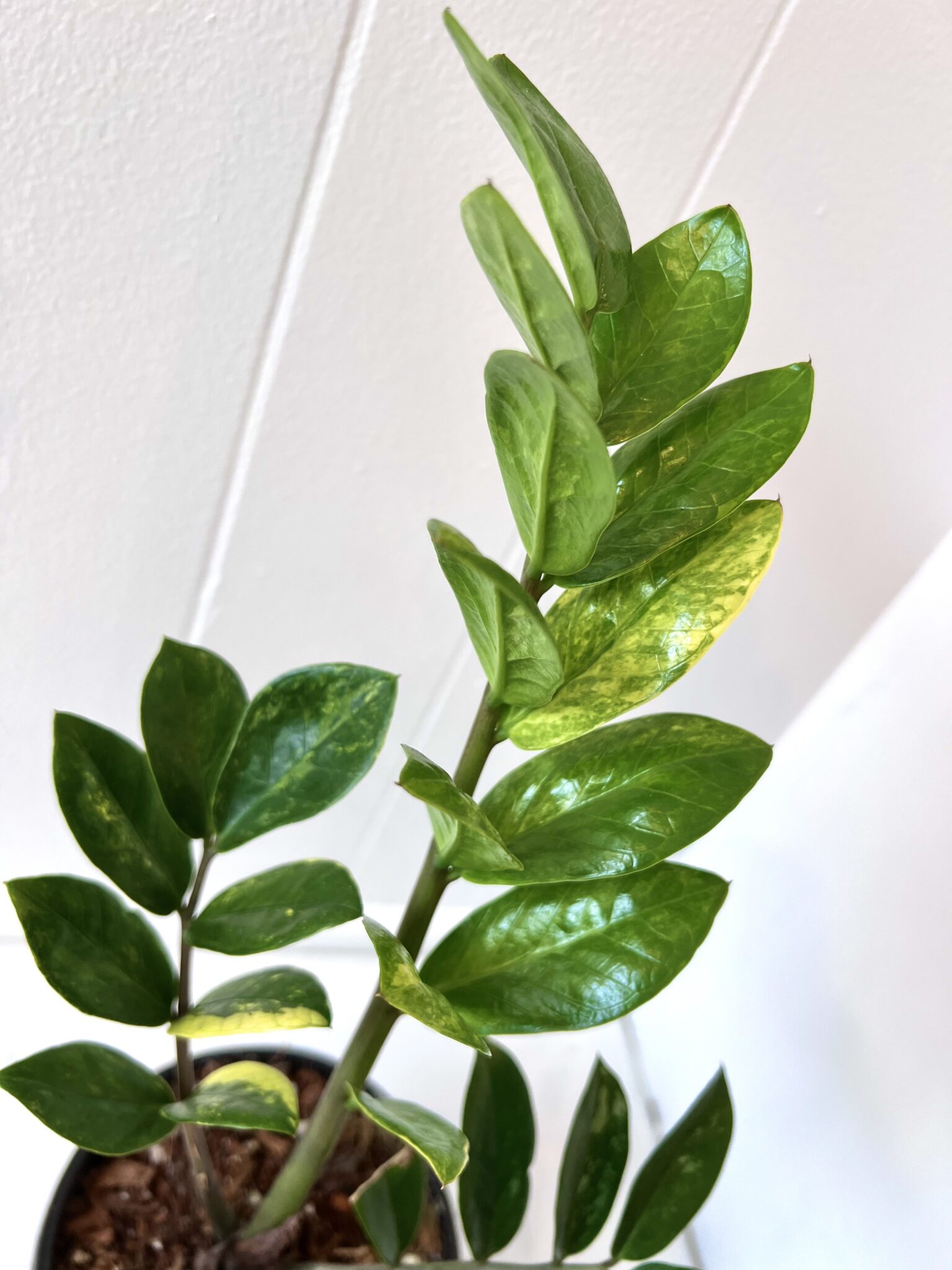 Variegated ZZ - The Curious Plantaholic