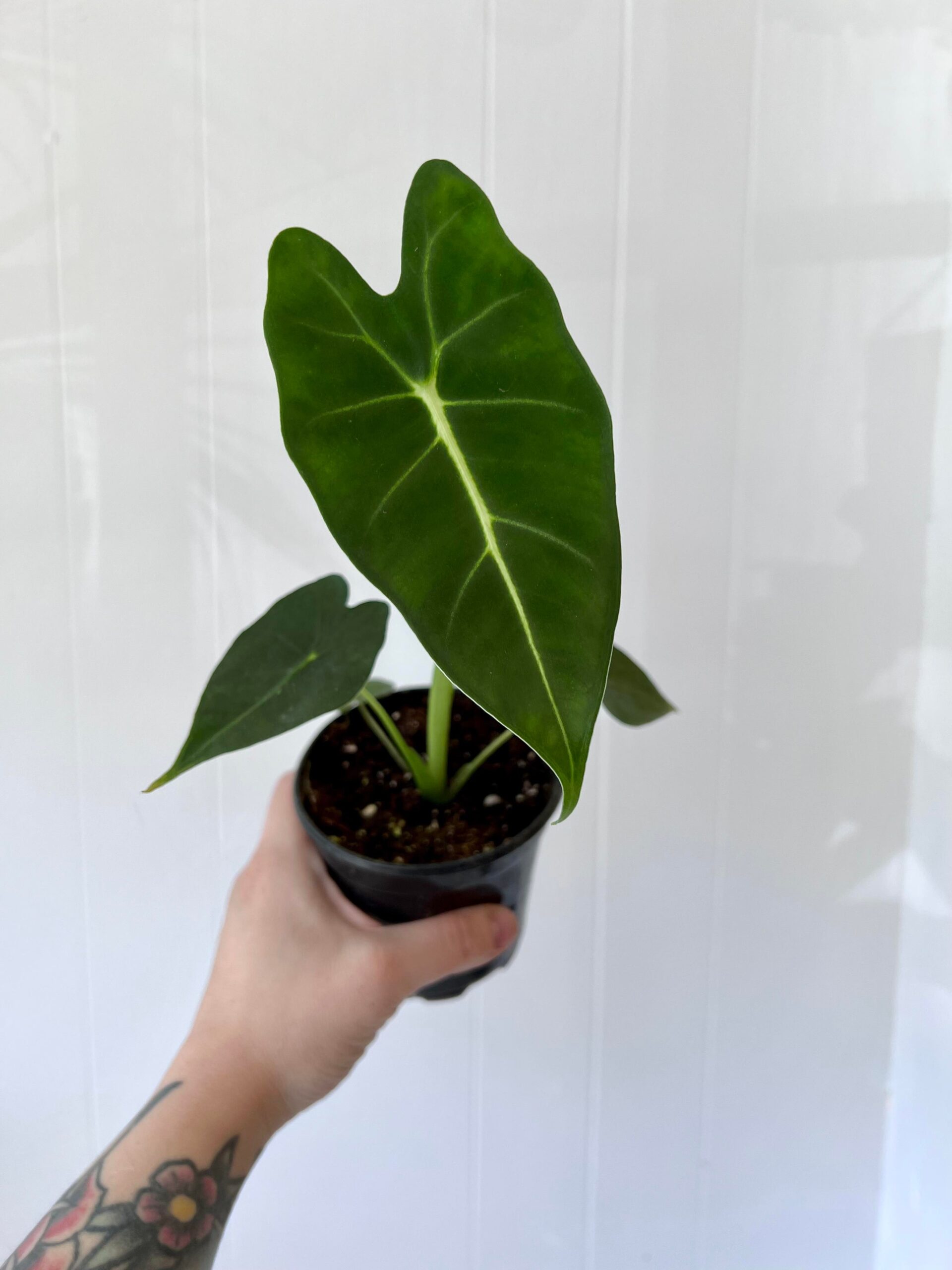Alocasia Frydek - The Curious Plantaholic