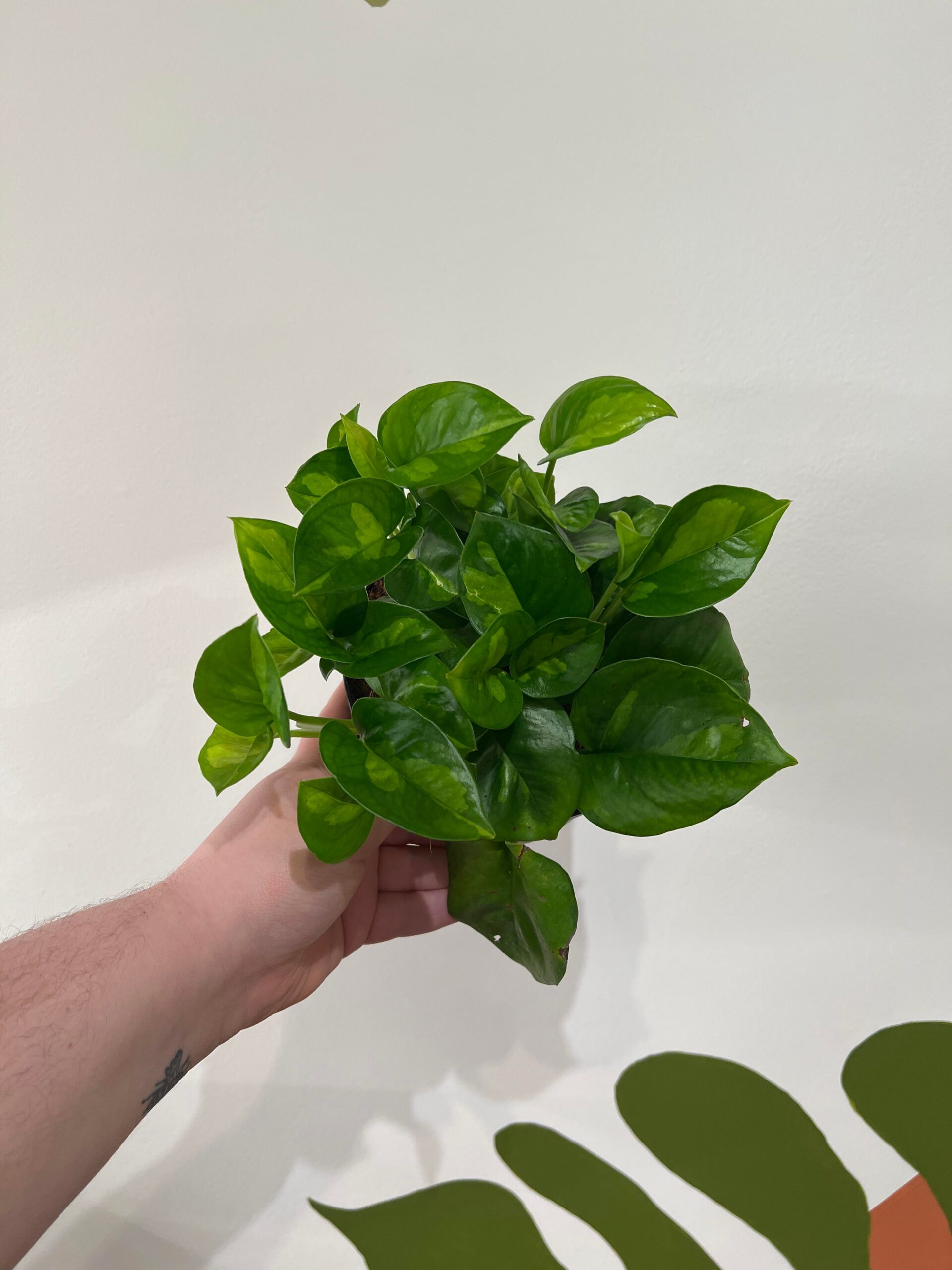 Pothos Global Green - The Curious Plantaholic