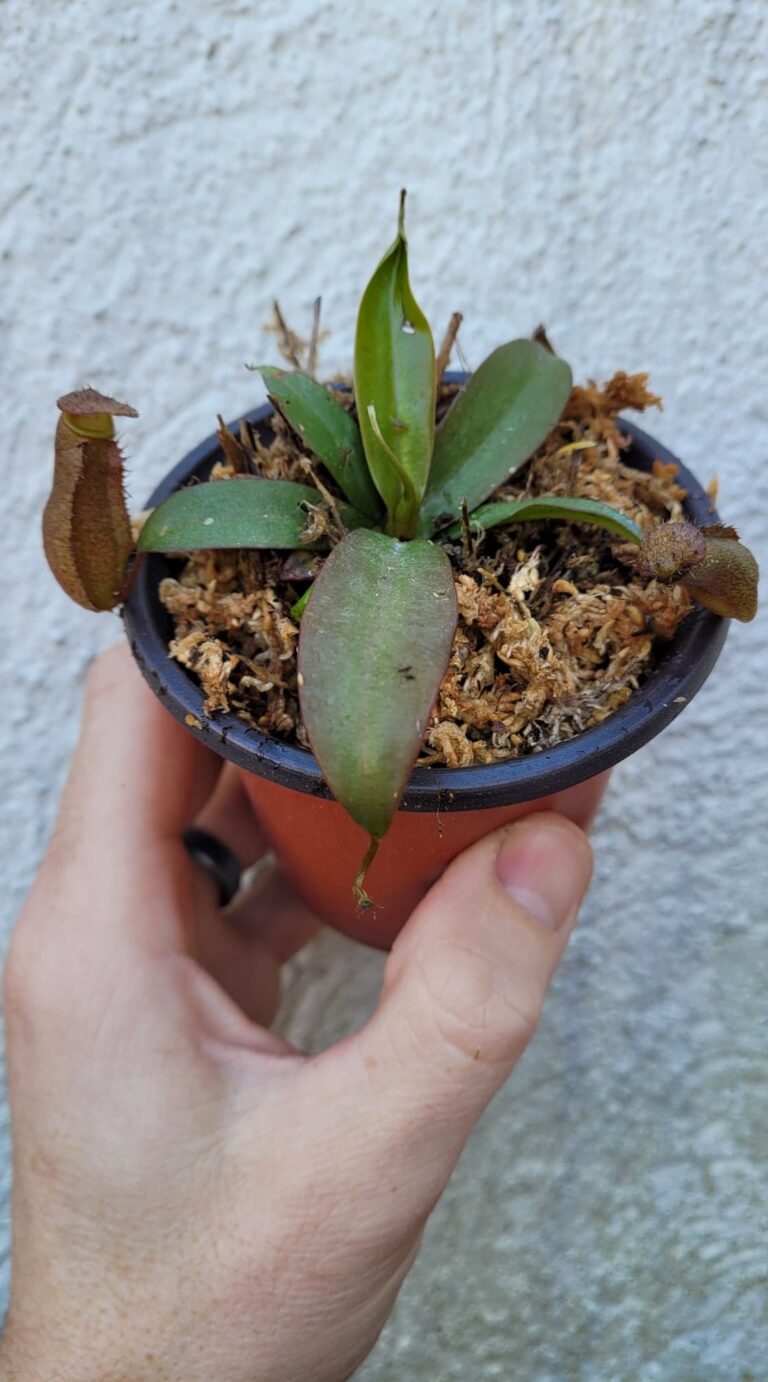 Nepenthes Rebecca Soper - The Curious Plantaholic