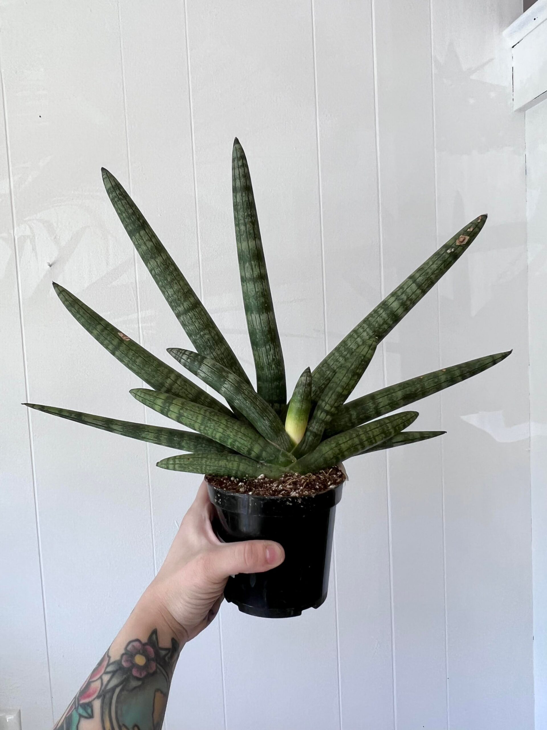 Starfish Snake Plant - The Curious Plantaholic