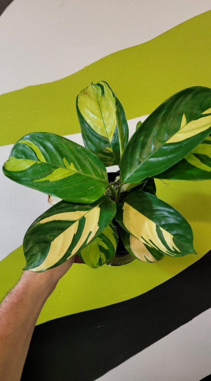 Calathea Pilosa - The Curious Plantaholic