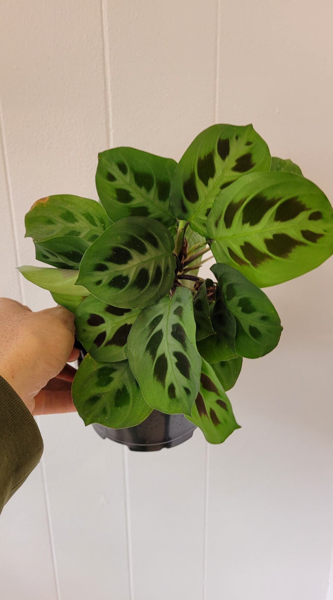 Green Maranta - The Curious Plantaholic