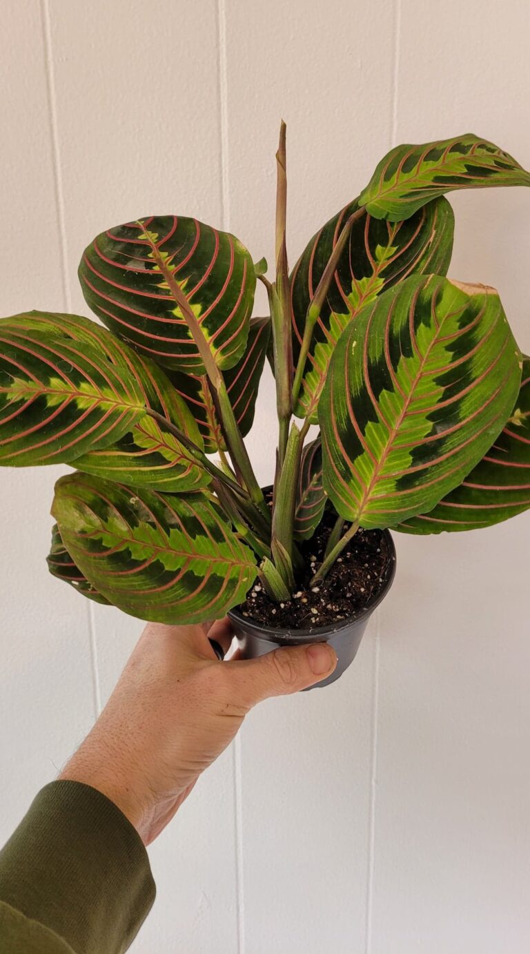 Red Maranta Prayer Plant - The Curious Plantaholic