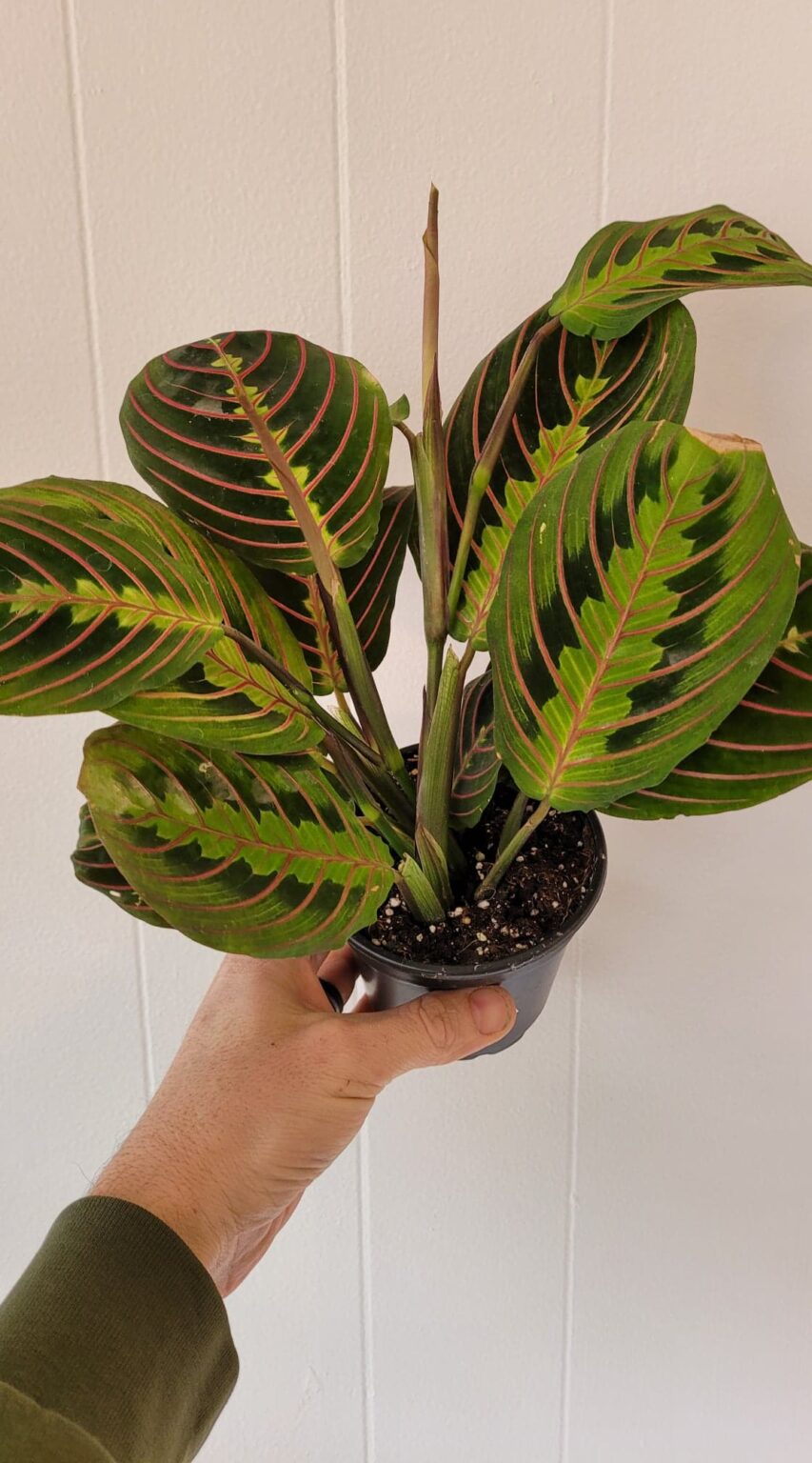 Red Maranta Prayer Plant - The Curious Plantaholic