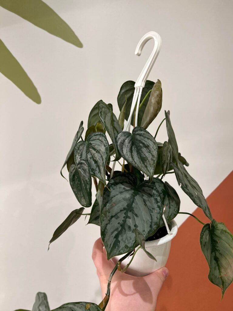 Philodendron Brandi - The Curious Plantaholic