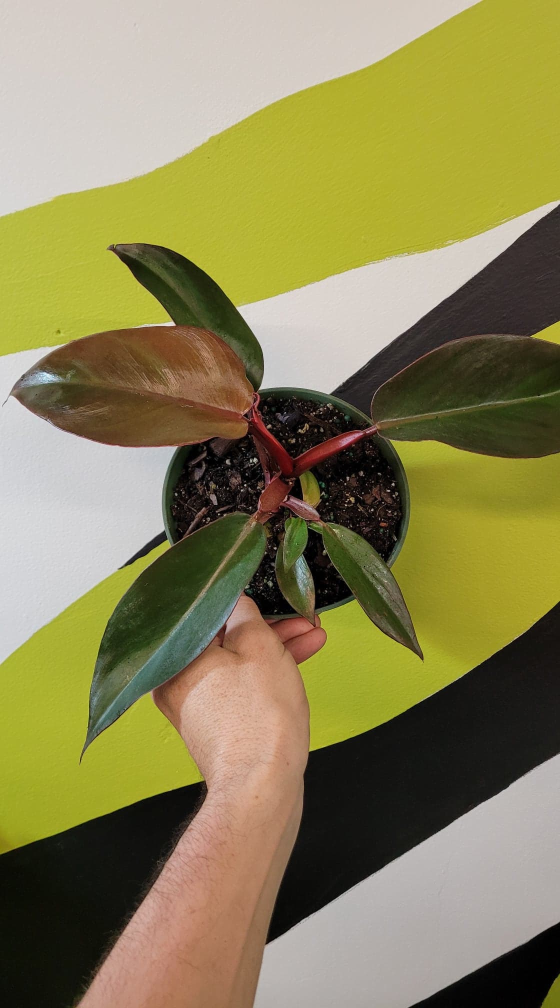Philodendron Dark Lord - The Curious Plantaholic