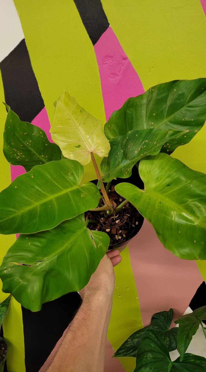 Philodendron Snowdrift - The Curious Plantaholic