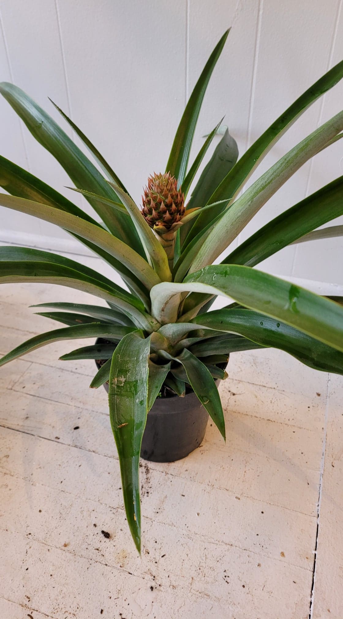 Edible Pineapple - The Curious Plantaholic
