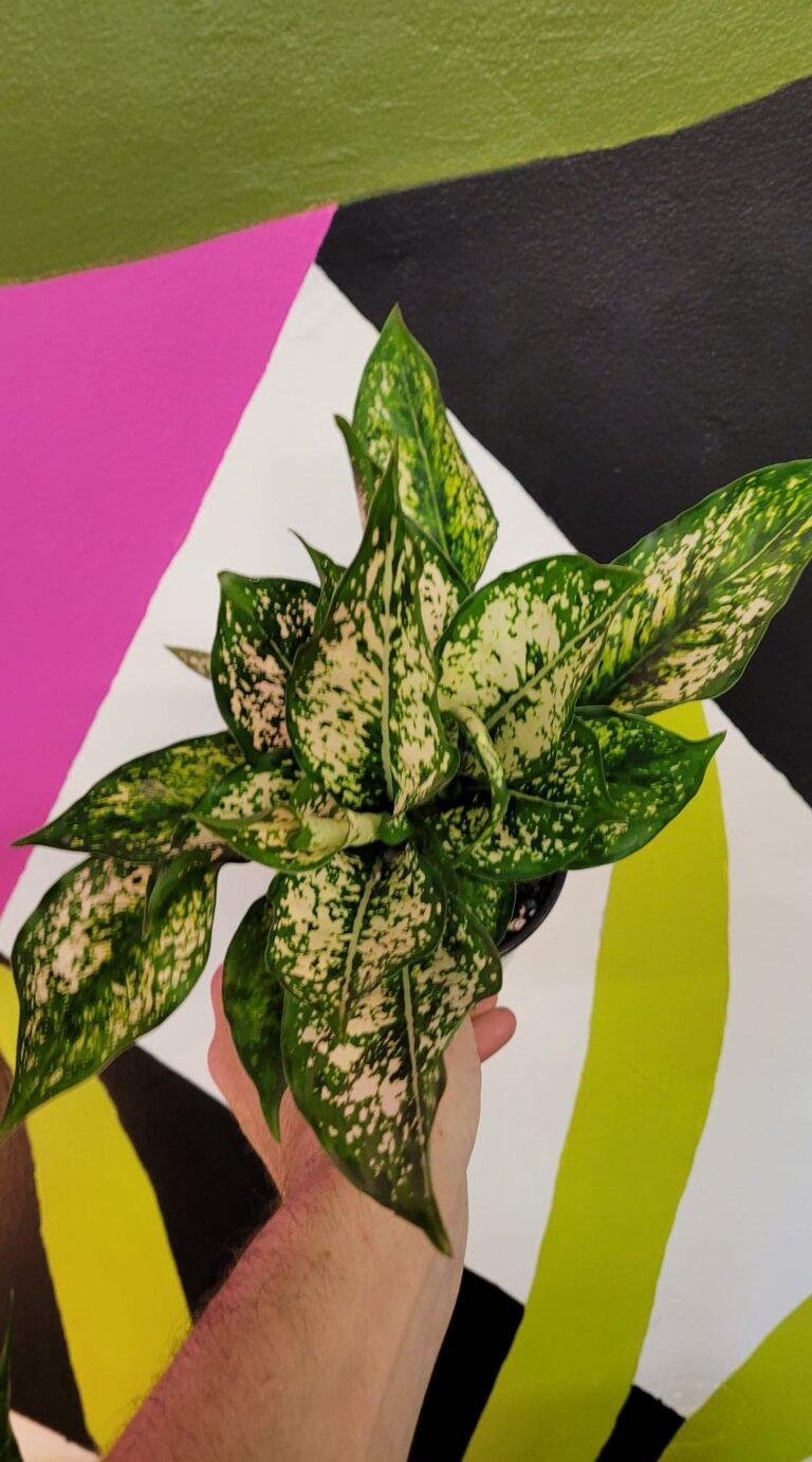 Aglaonema Spring Snow - The Curious Plantaholic
